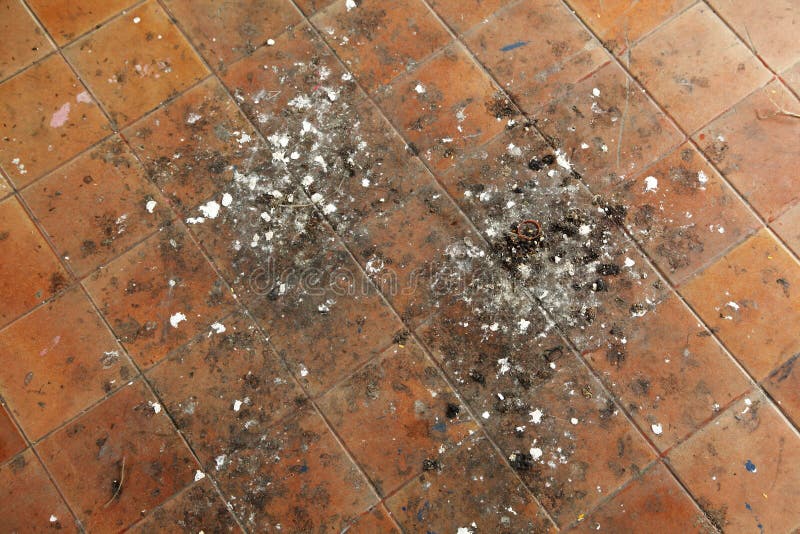 Bird Shit Dropping on Old Dirty Red Brick Floor Stock Photo - Image of ...