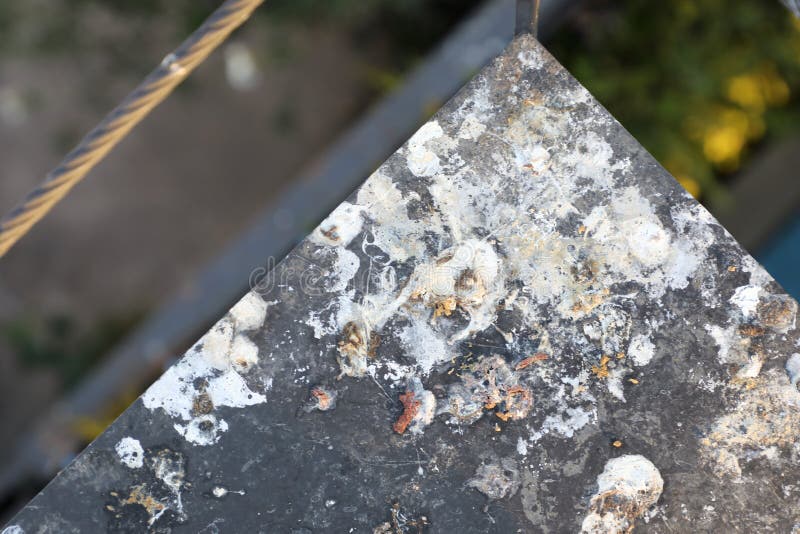 Bird shit on the floor stock photo. Image of bird, white - 93181428