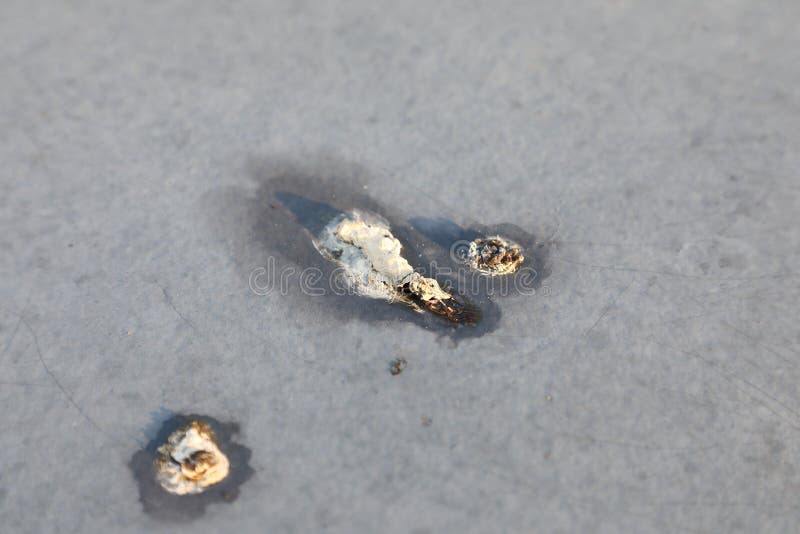 Bird shit on the floor stock photo. Image of outside - 93181402