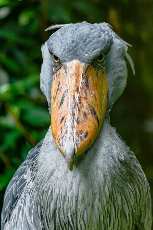African Shoebill Flying