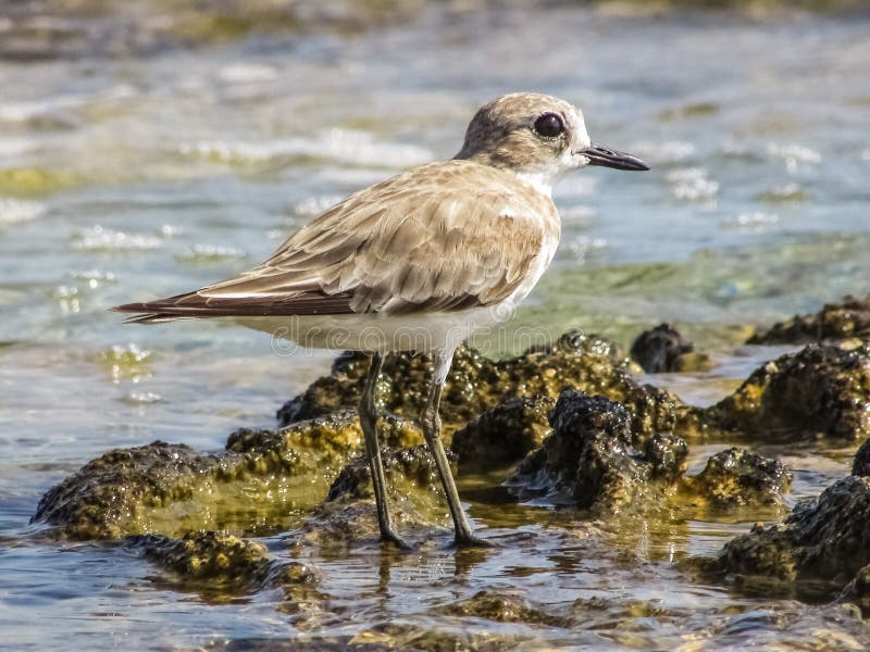 Bird, Calidrid, Sandpiper, Beak Picture. Image: 112120403