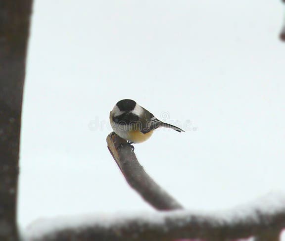 Bird shot stock image. Image of bird, shot, vsco, preset - 141045689