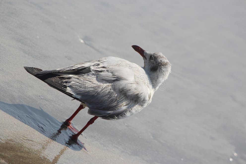 Bird shot stock photo. Image of shot, bird, shore, beach - 91873266
