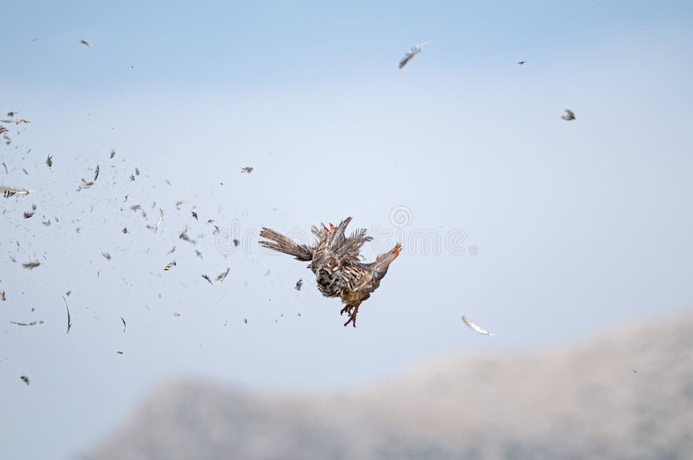 The Bird Shot by the Hunter is Hit in the Air Stock Image - Image of ...