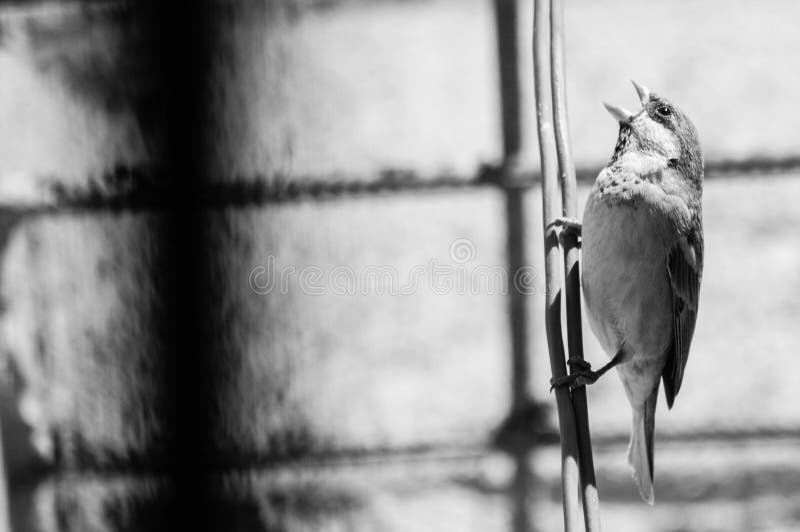 Bird shout stock photo. Image of shout, like, looks, shouting - 92871370