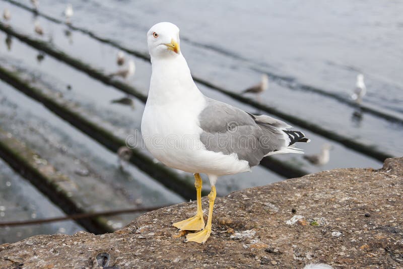 Bird stock image. Image of bird, morocco, animals, park - 68154547