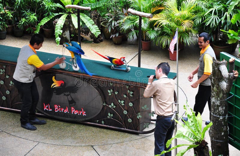 Bird show editorial photography. Image of bird, hosts - 17710342