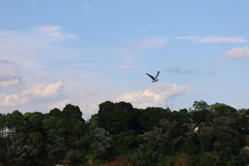 Bird Sight Flying stock photo. Image of water, wildlife - 254955072