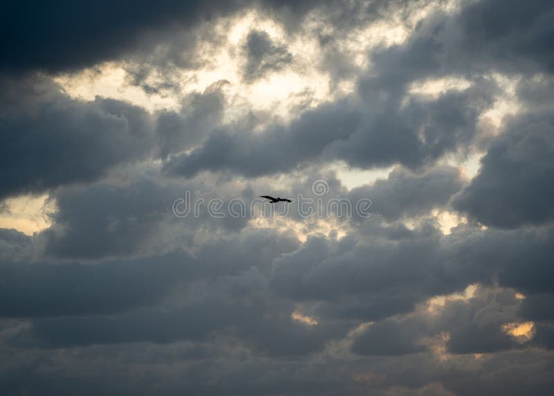 Bird Silhouette Against Dramatic Clouds Stock Image - Image of ...