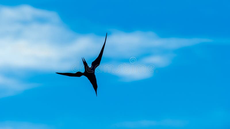 Bird Silhouette Diving Blue Sky 16.9 Image Ratio Stock Photo - Image of ...