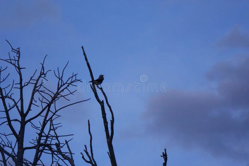 Bird Silhouette on Tree Limb Stock Photo - Image of cloudy, bird: 159659164