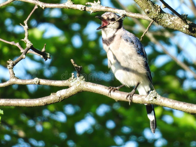 Bird Singing on a Branch: a Bluejay Bird Sings a Song while Perched on ...