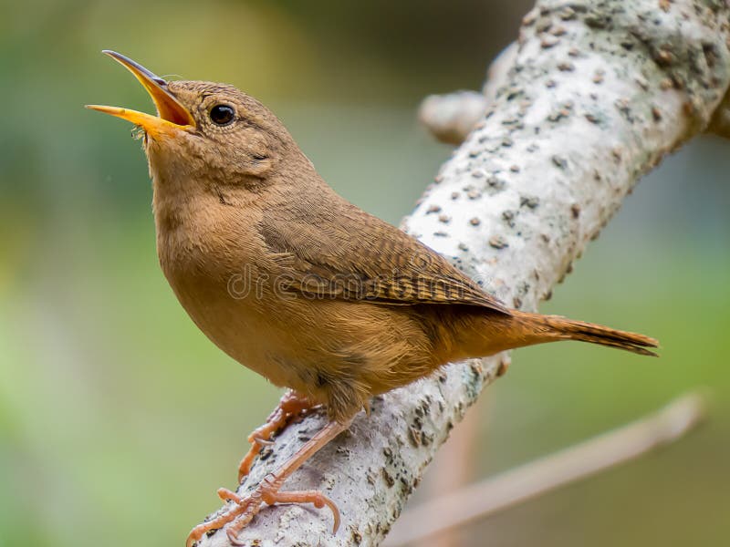 Bird singing on a branch stock image. Image of singing - 84029073
