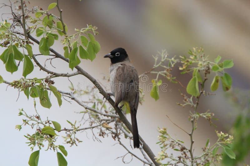 Bird Singing on the Tree Leaves Green Stock Photo - Image of leaves ...