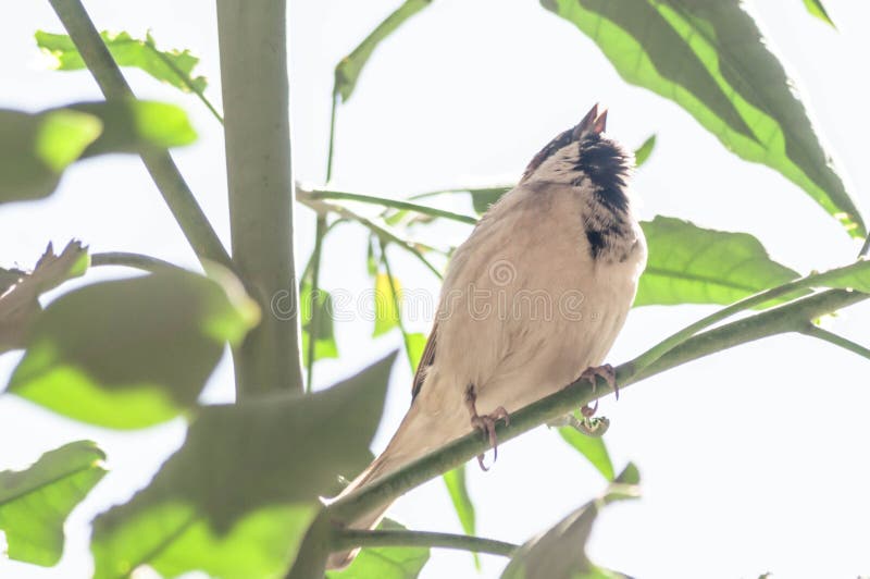 Bird singing stock photo. Image of singing, looking, tree - 92871320