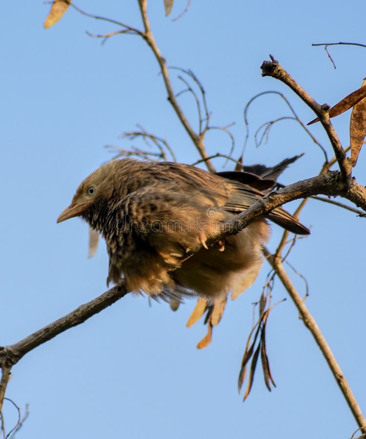 Bird Single Seeking Nature Sky Stock Photo - Image of bird, single ...