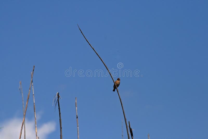 BIRD on SINGLE SLENDER REED Stock Image - Image of outdoors, detail ...