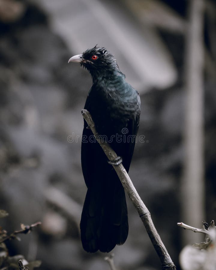 Bird sit on the branch stock photo. Image of branch - 212871190