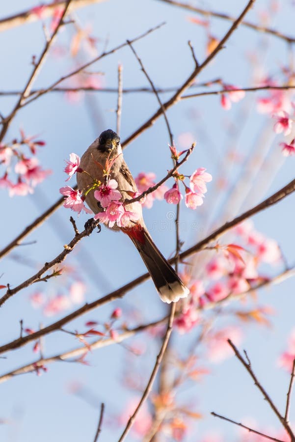 Bird Sit on Cherry Blossom Tree Stock Image - Image of thailand, pink ...