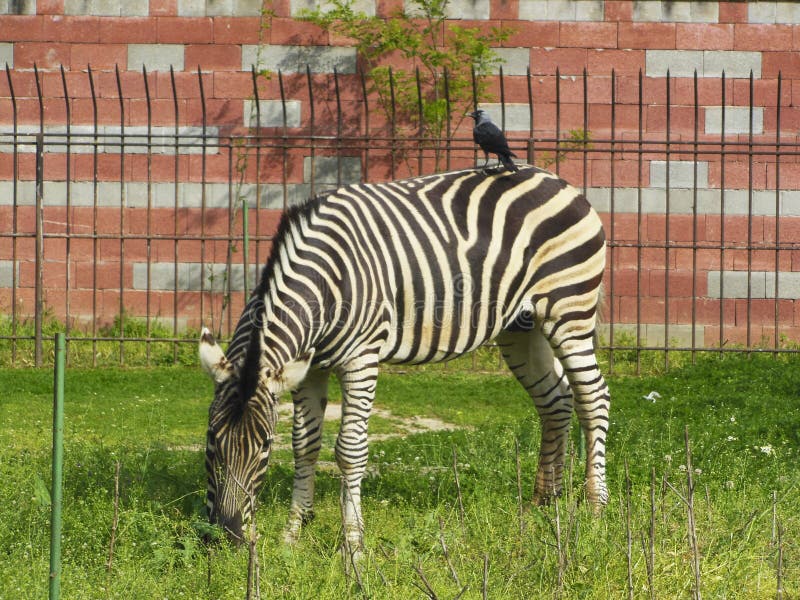 The Bird Sits on the Back of a Zebra when it Eats Grass Stock Photo ...