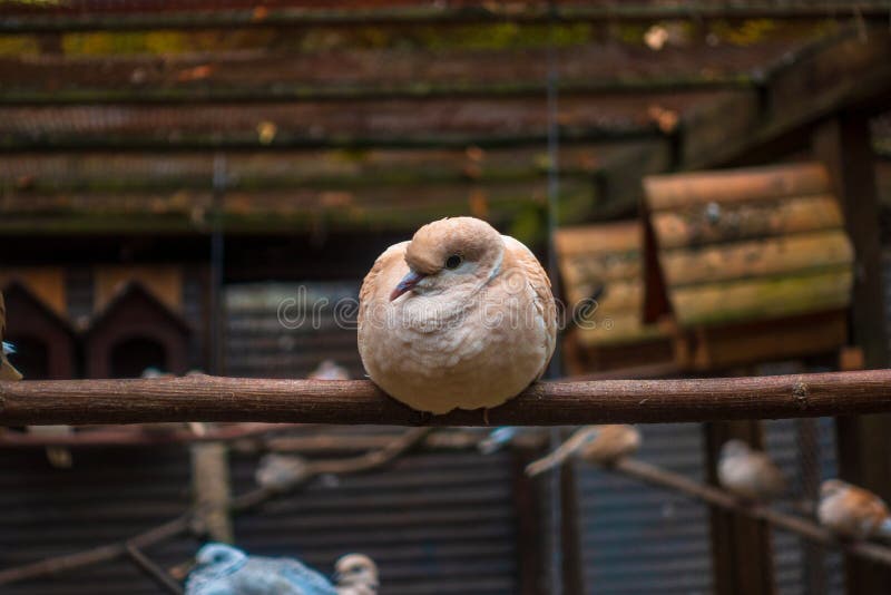 The Bird Sits on a Branch. Front View Stock Photo - Image of native ...