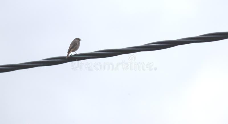 The Bird Sits on an Electric Cable Stock Photo - Image of electricity ...