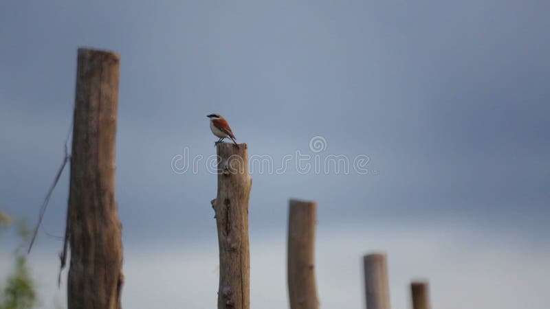 Bird on a Pillar of a Vineyard. Stock Video - Video of bush, plant ...