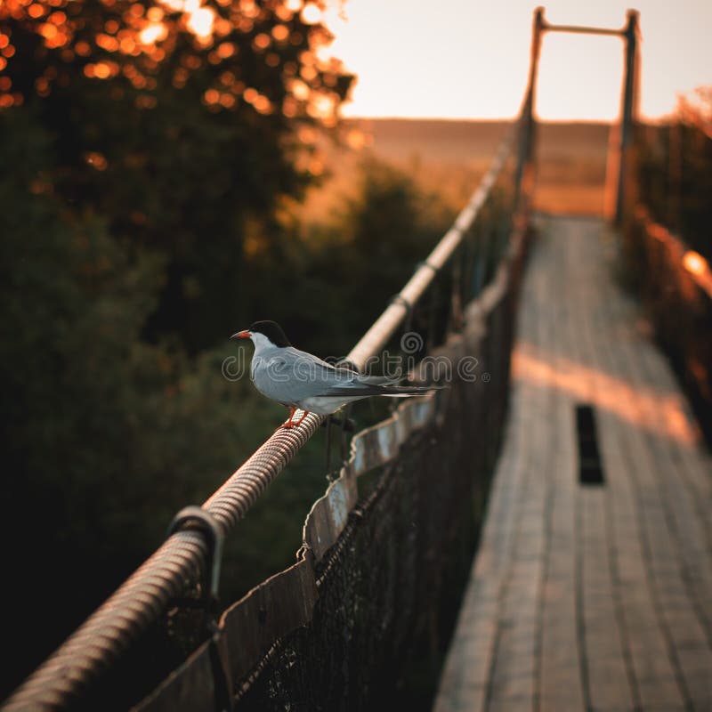 The Bird Sits on the Railing of the Bridge Stock Image - Image of water ...