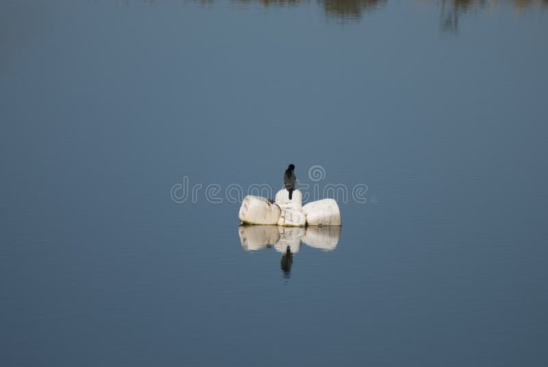 A Bird Sits on a Float on the Calm Water Stock Photo - Image of reed ...