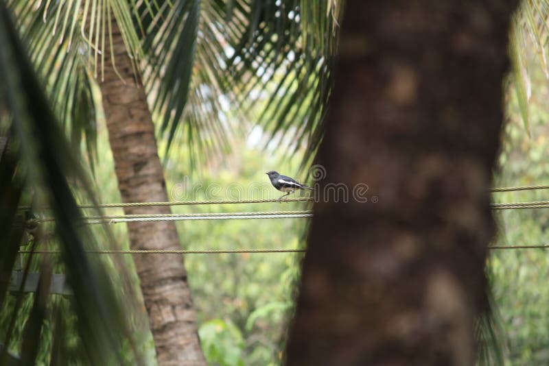 A bird sitting. stock photo. Image of bird, wild, sitting - 211329532