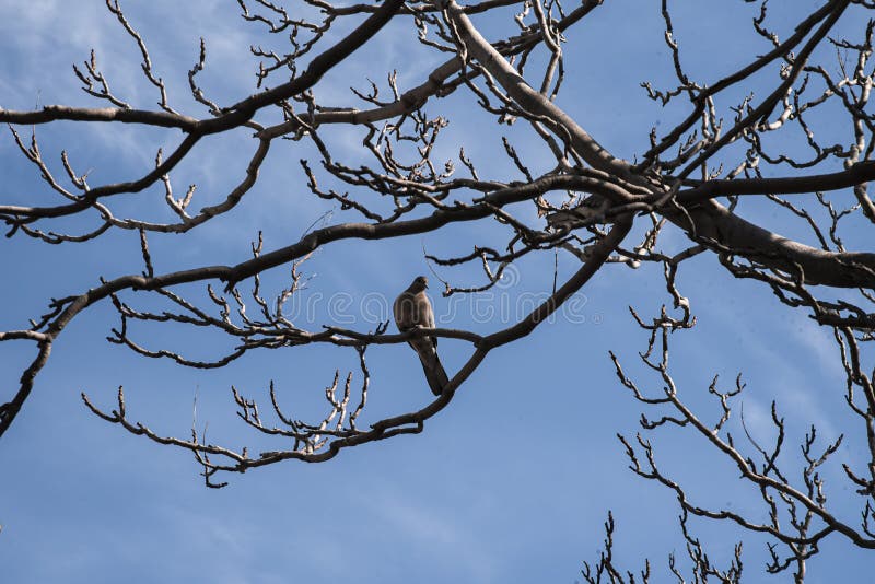 A Bird Sitting Alone on a Branch in Winter Stock Photo - Image of tree ...