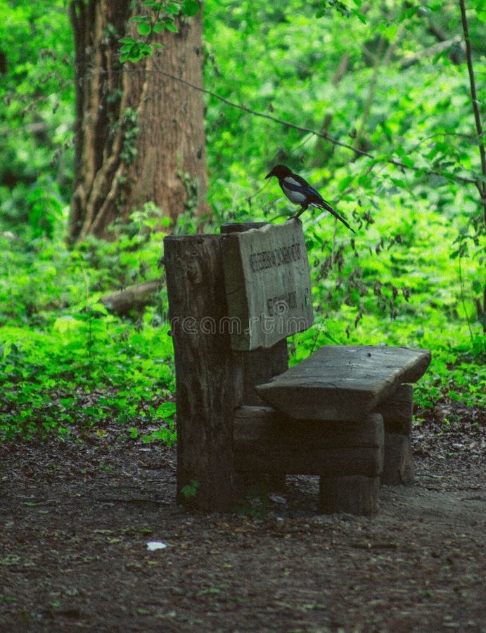 Bird Sitting on a Bench Crow Stock Photo - Image of vegetable ...