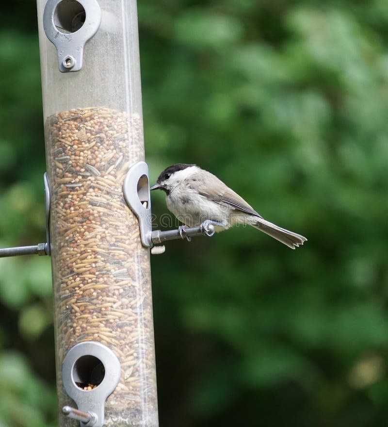 A Bird Sitting at a Bird Feeder Stock Photo - Image of outdoors ...