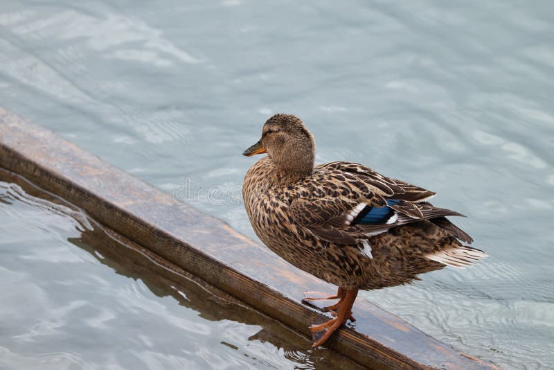 Bird Sitting on Board in Water, Duck, Spotted Bird, View from Above ...