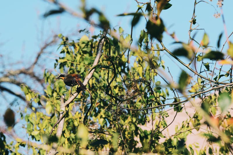 BIRD LIFE stock photo. Image of nature, animals, birdlife - 98861184
