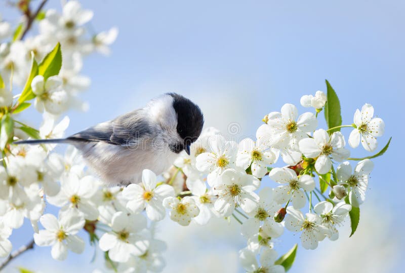 Bird Sitting on Branch of Blossom Cherry Tree. Black Capped Chickadee ...