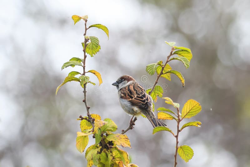 Bird Sitting on a Branch among Green Leaves in the Garden Stock Image ...