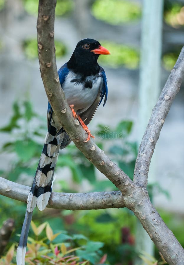 Bird Sitting on a Branch in Thailand Stock Photo - Image of beak ...