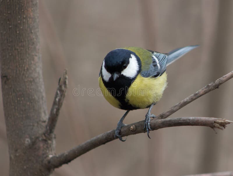 Bird sitting on a branch stock photo. Image of yellow - 148014828