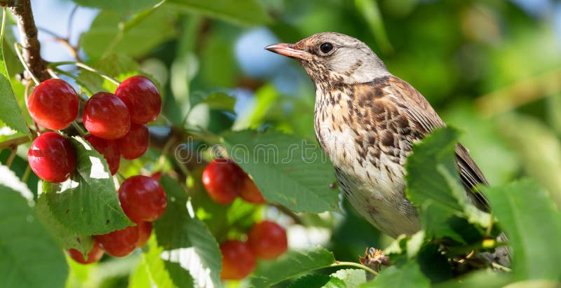 Bird Sitting on Branch of Tree with Ripe Cherries. Thrush Fieldfare ... Bird Sitting on Branch of Tree with Ripe Cherries. Thrush Fieldfare ...