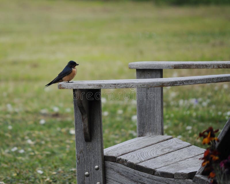 Bird sitting on chair stock photo. Image of perched, wild - 19763530