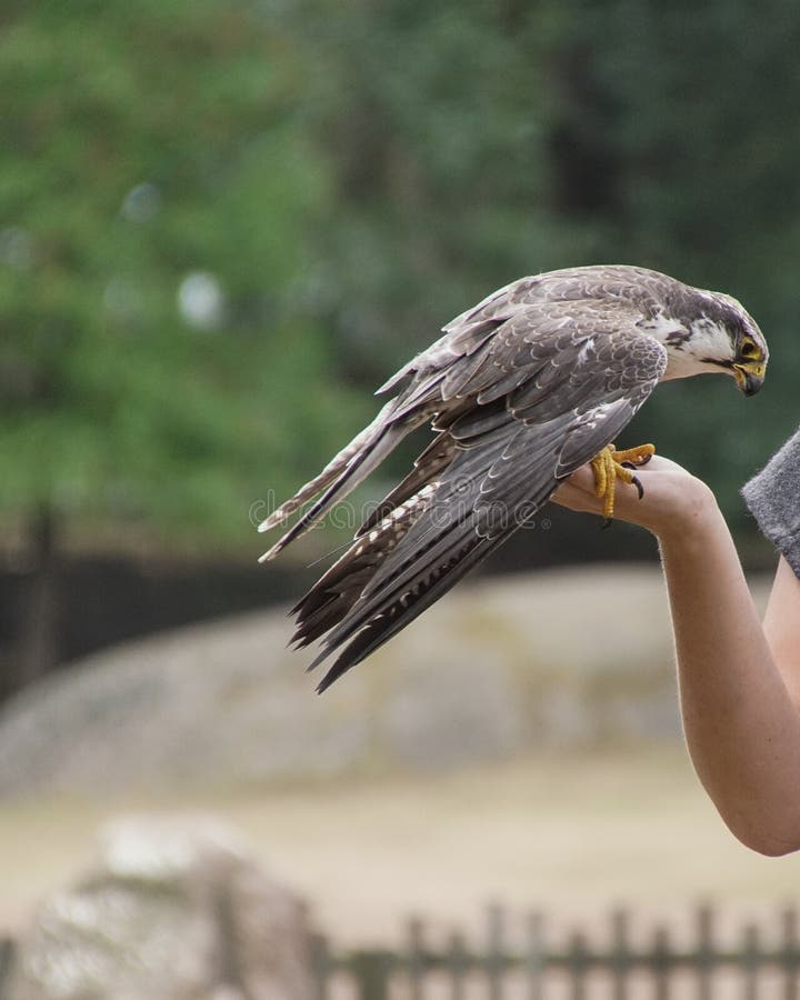 A Bird Sitting on a Cropped Hand Stock Photo - Image of small, falcon ...