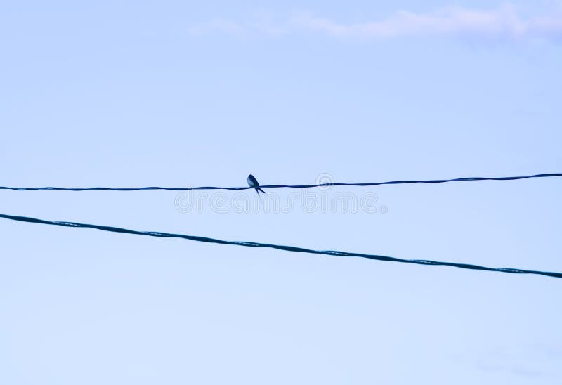 A Bird Sitting on the Electricity Cabel Stock Image - Image of peace ...
