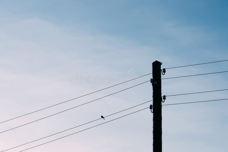 Bird Sitting on the Electricity Cabel Stock Photo - Image of closeup ...