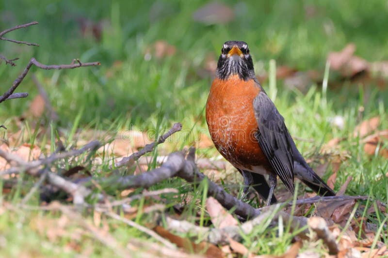 A Bird Sitting in the Grass Looking Ahead at Something with Its Beak ...