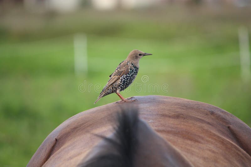Bird sitting on horse back stock image. Image of plant - 36316469