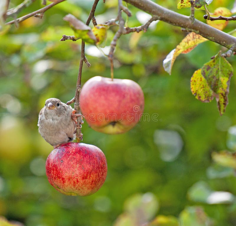 Bird Sitting on a Red Apple Stock Image - Image of fruit, garden: 78124077