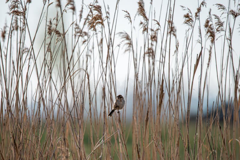 Bird sitting in the reeds. stock image. Image of birdwatching - 181558751