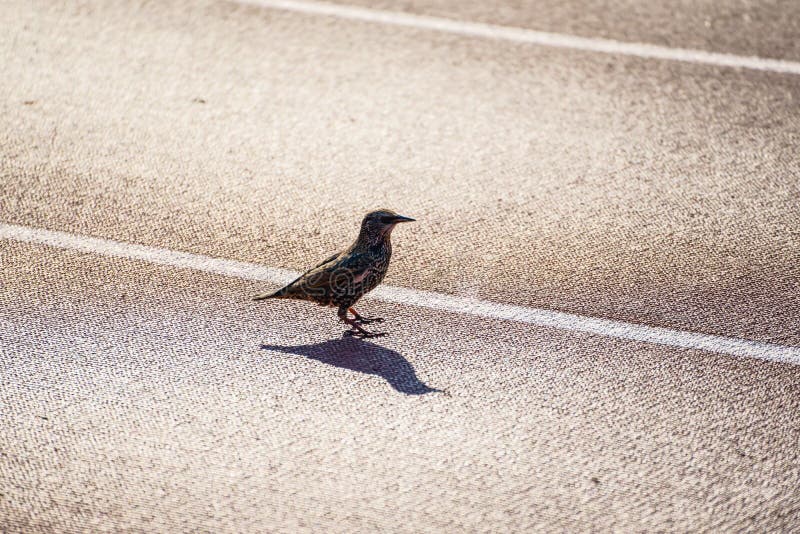 Bird sitting on road stock photo. Image of outdoors - 258772952