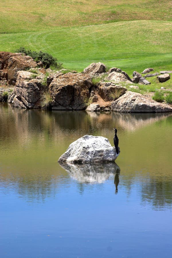 Bird Sitting on the Rock on the Golf Course. Stock Image - Image of ...